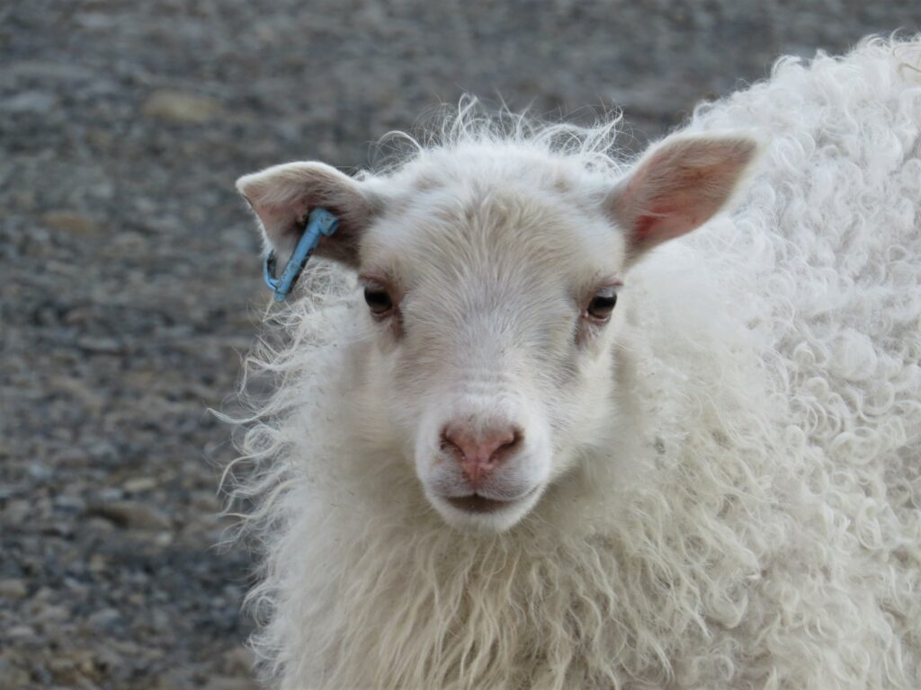 Myndir – Sauðfjársetur á Ströndum